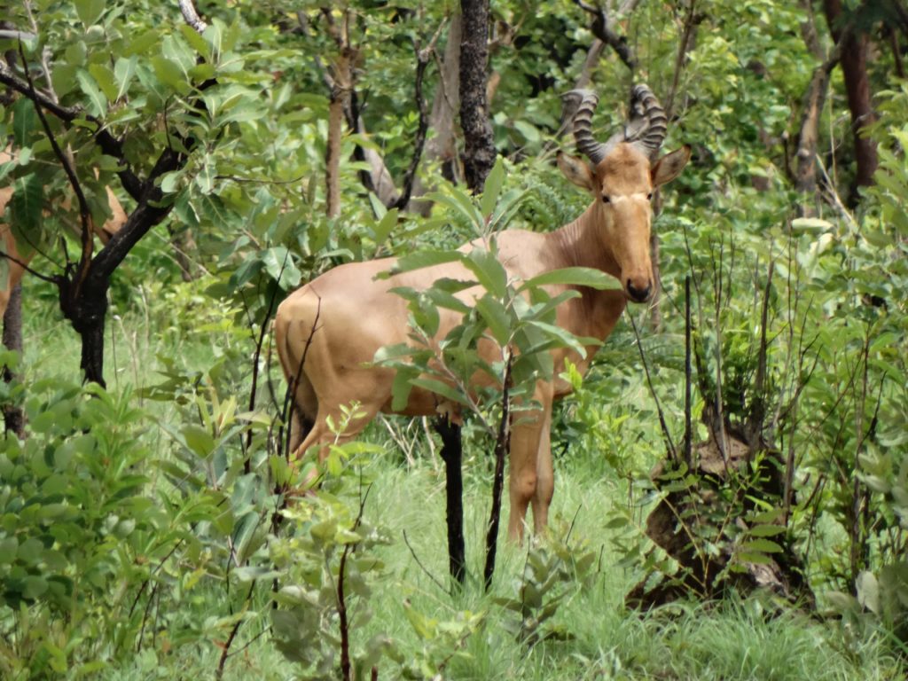 Savannah buffalo hunting in Benin, live the African Adventure!