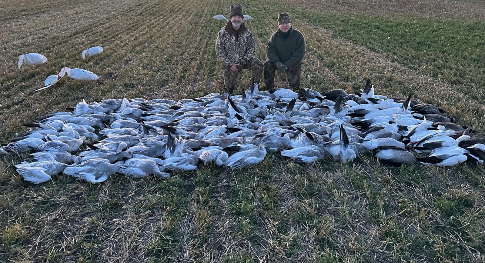Snow goose hunting in Canada: unimaginable swarms!